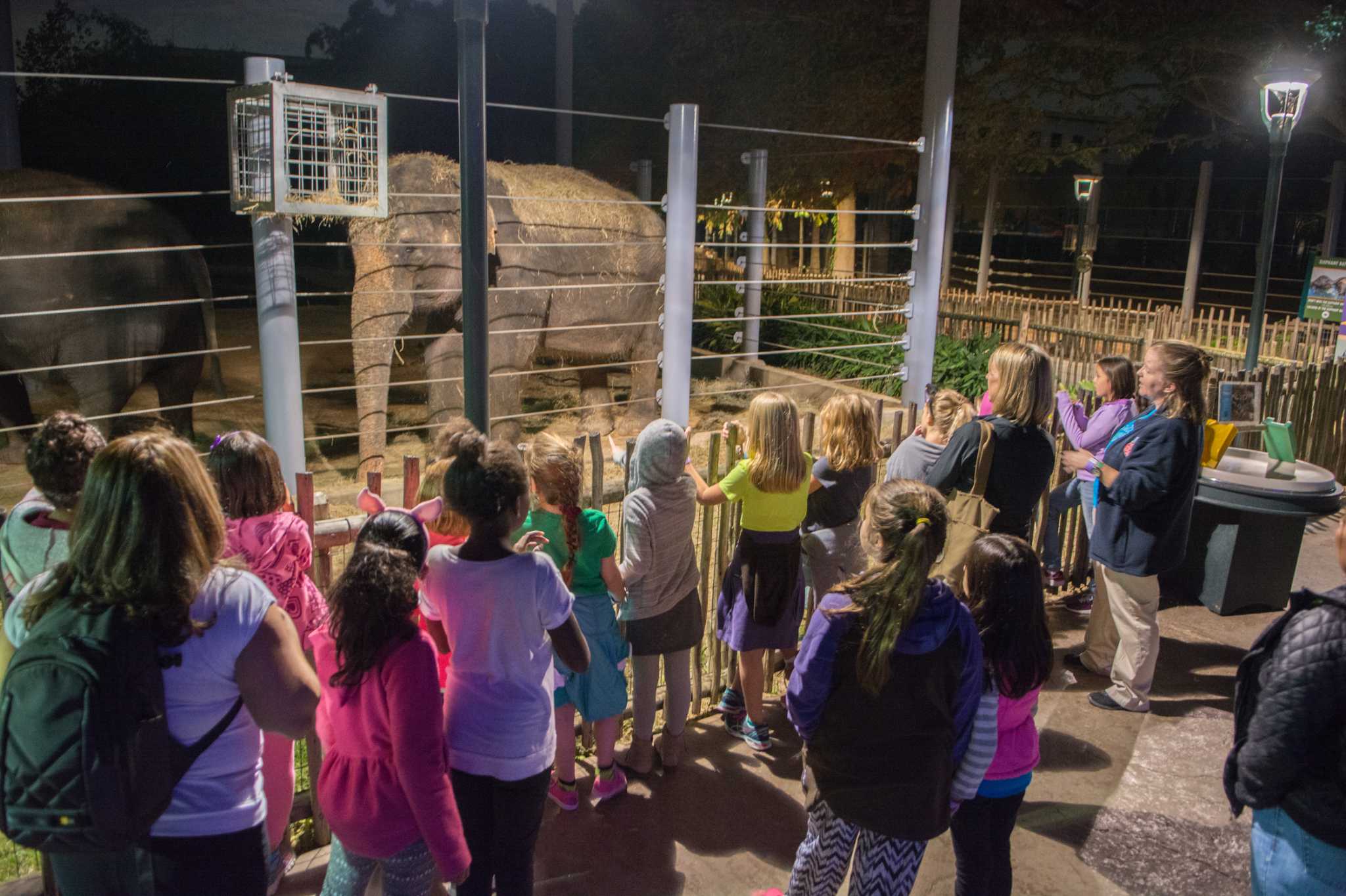 A night at the zoo is a wild experience