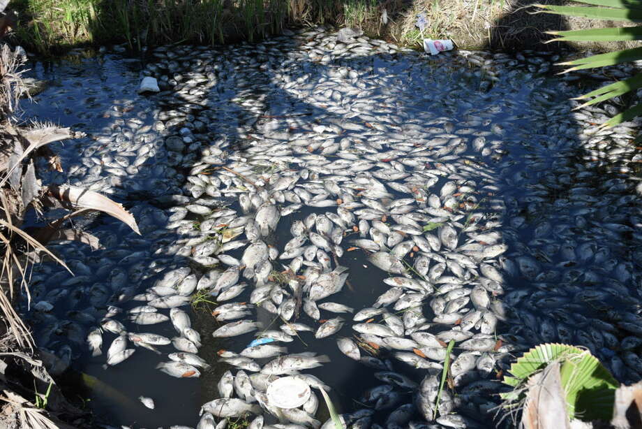 Officials investigate fish kill at retention ponds - Laredo Morning Times
