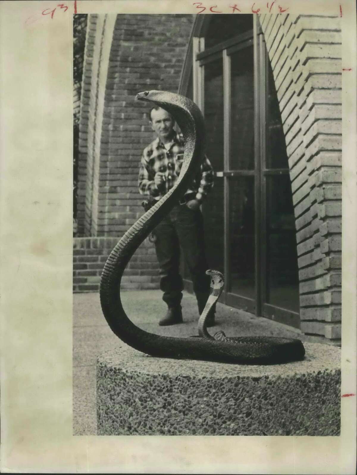 There was a time when the Houston Zoo passed off a rubber snake as a ...