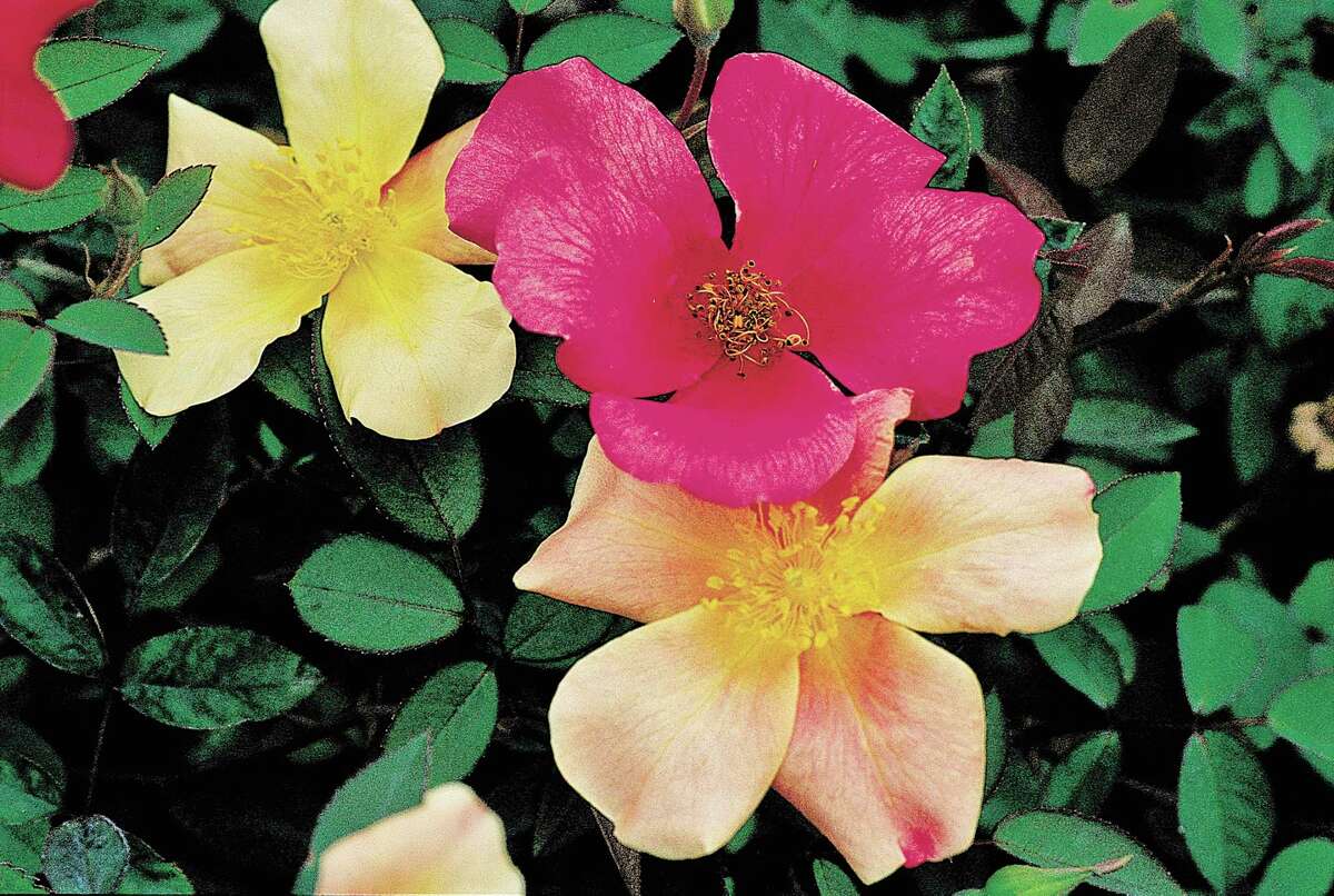 Earth-Kind roses are Texas-tough