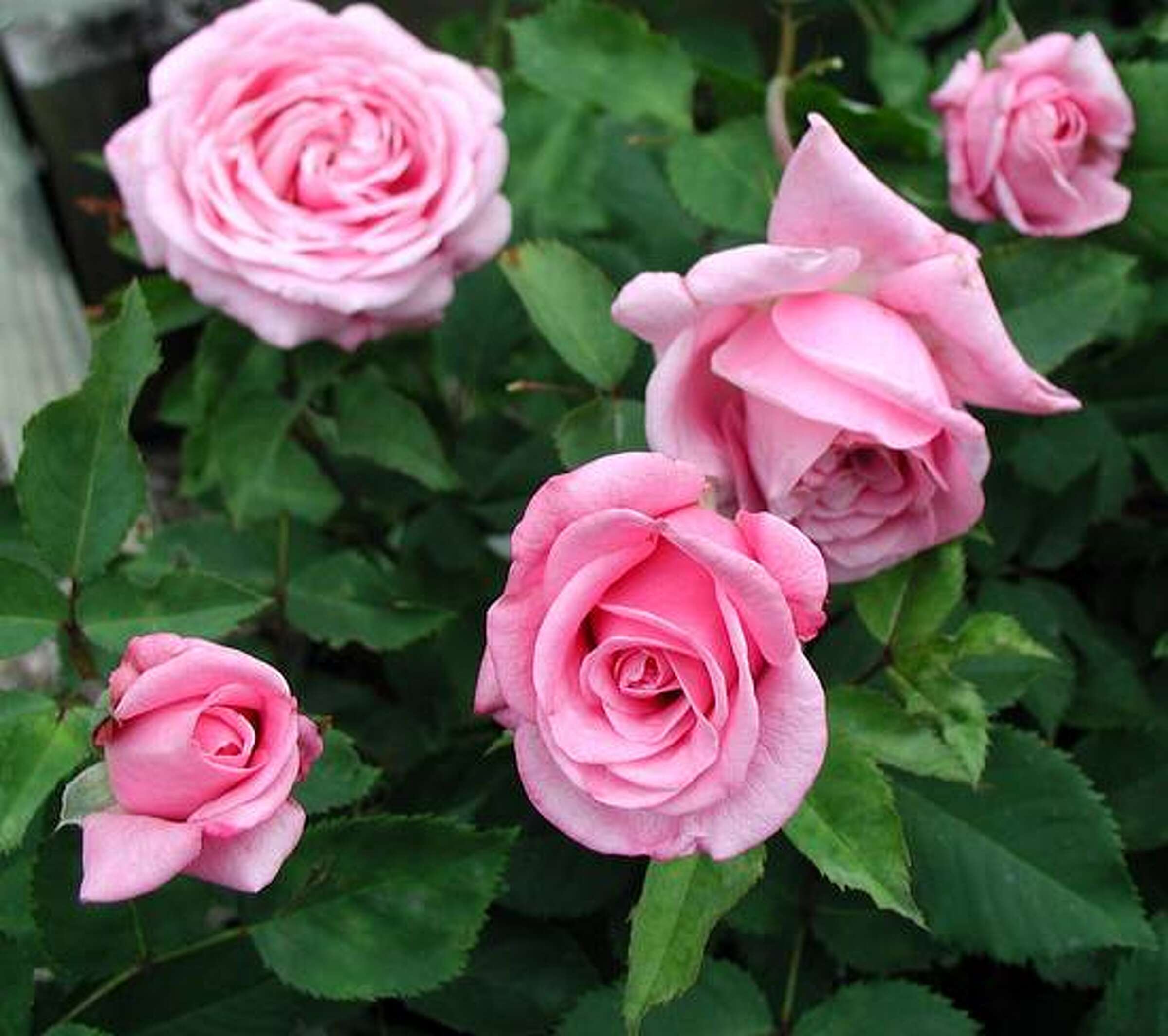 Earth-Kind roses are Texas-tough
