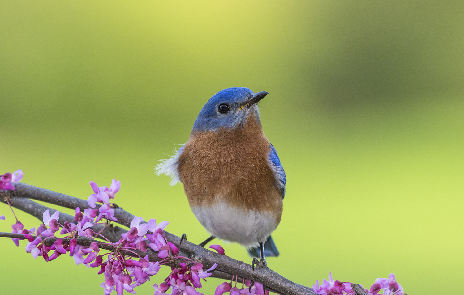 Birds sing songs of spring in Houston