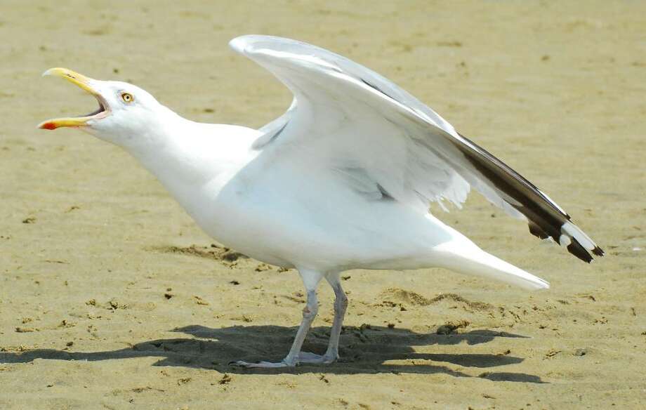 Herring gull is easy to spot with orange mark - Times Union