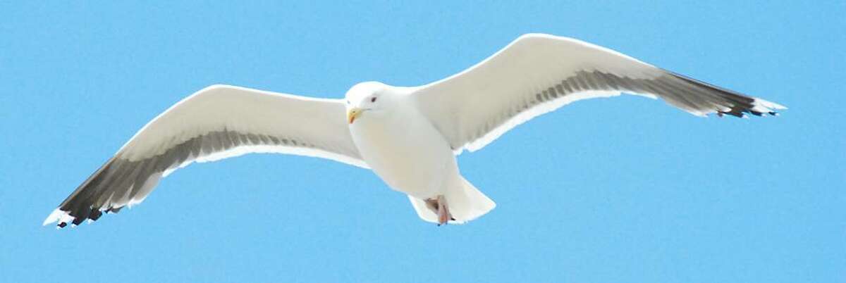 Herring gull is easy to spot with orange mark