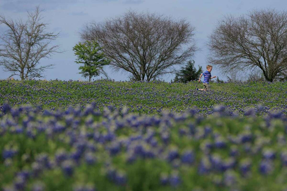 The official Bluebonnet Festival of Texas highlights colorful ...