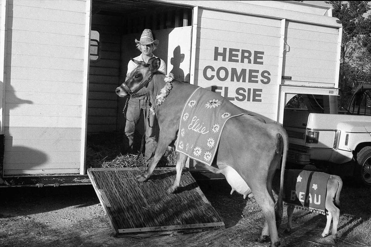 City invited in 1953 to meet Elsie, Borden’s spokes-cow