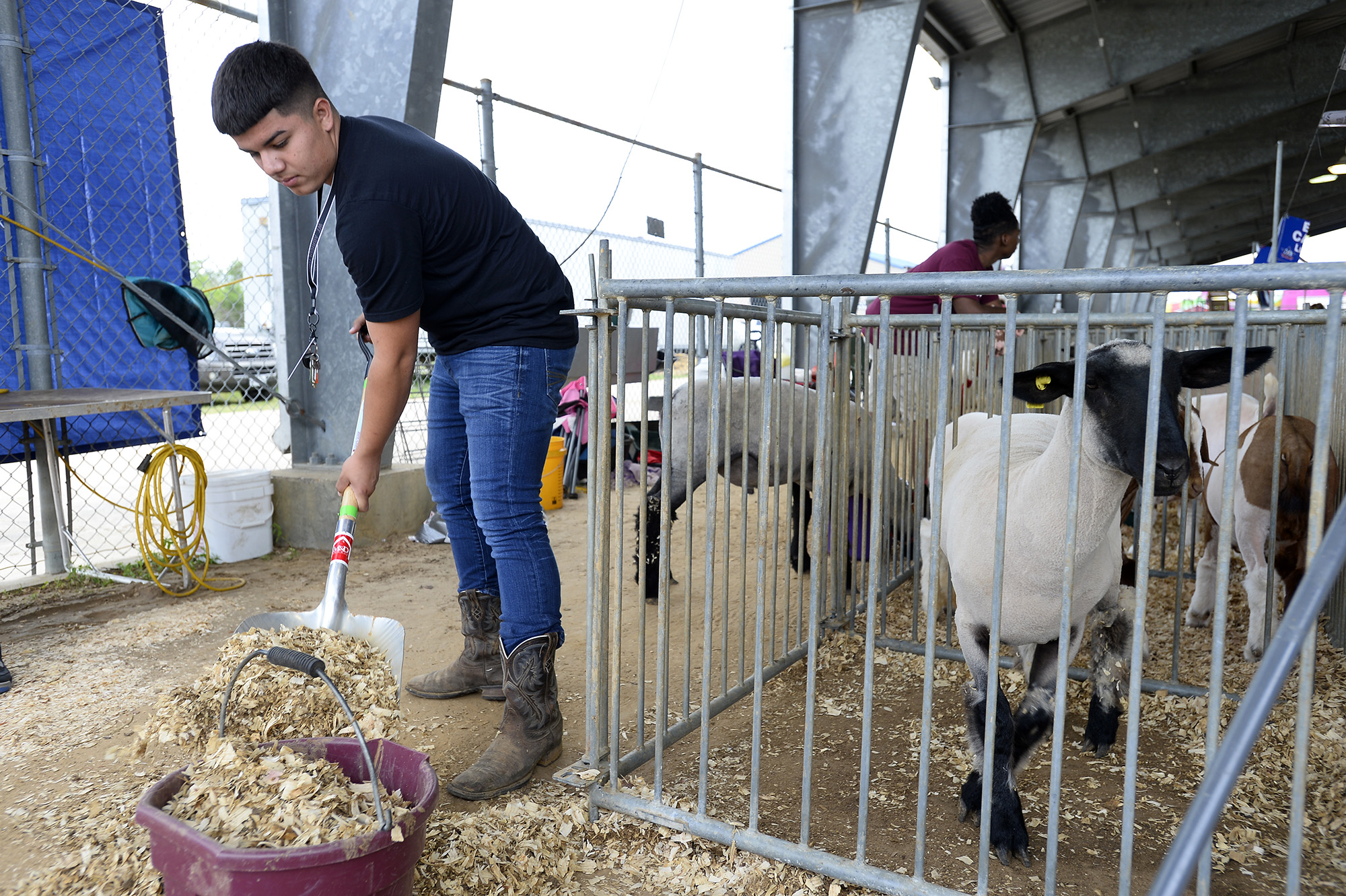 Here's the scoop on that fair poop