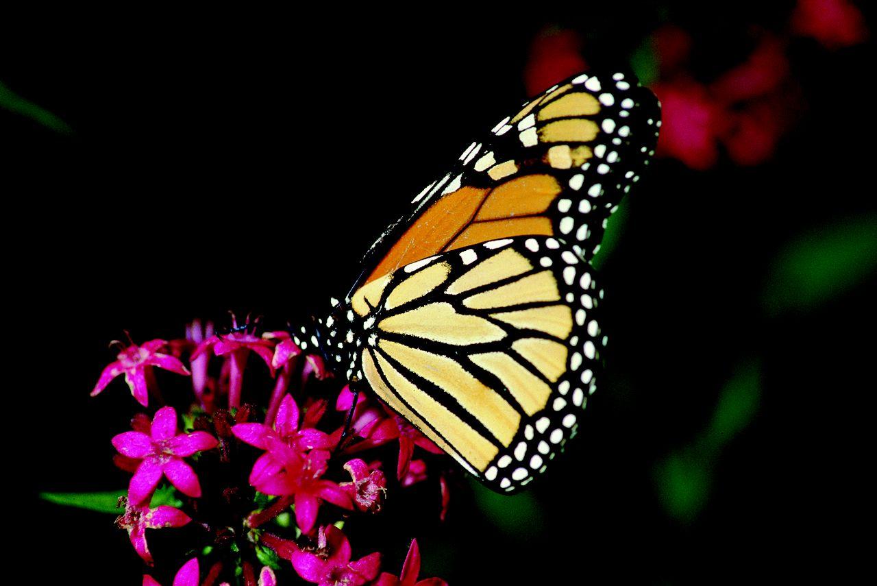 What To Plant Now For Serious Garden Color what-to-plant-now-for-serious-garden-color