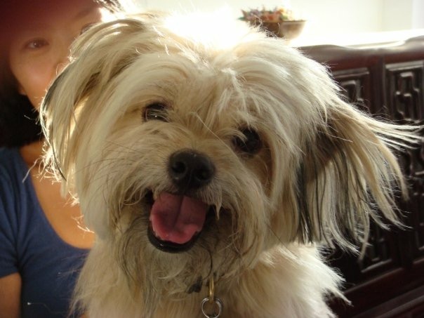 PETS REMEMBERED: Bobo, you were as smart as they come