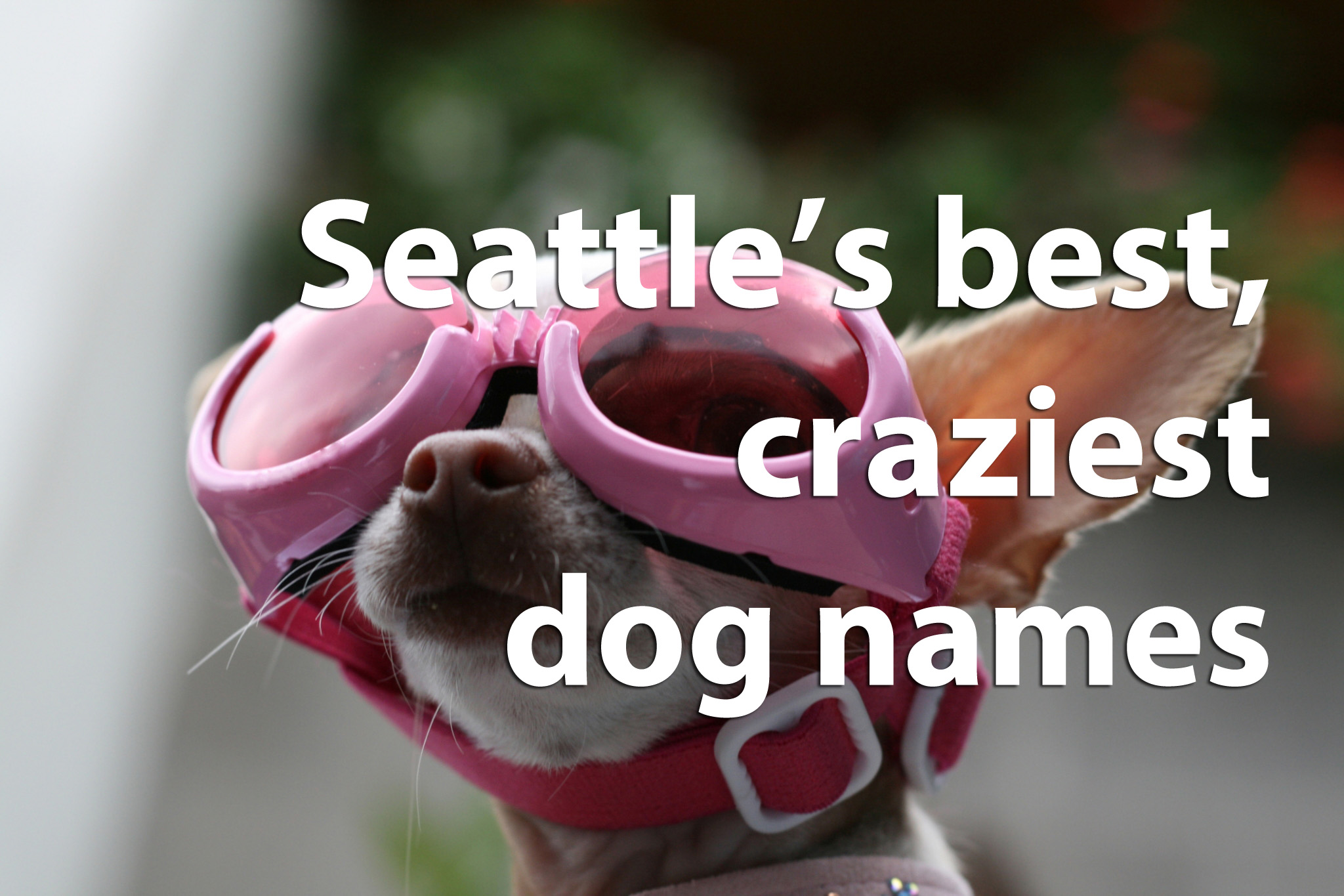 Seattle's best, craziest dog names