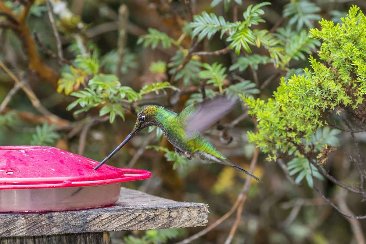 Sword-billed hummingbird's long beak helps it stand out