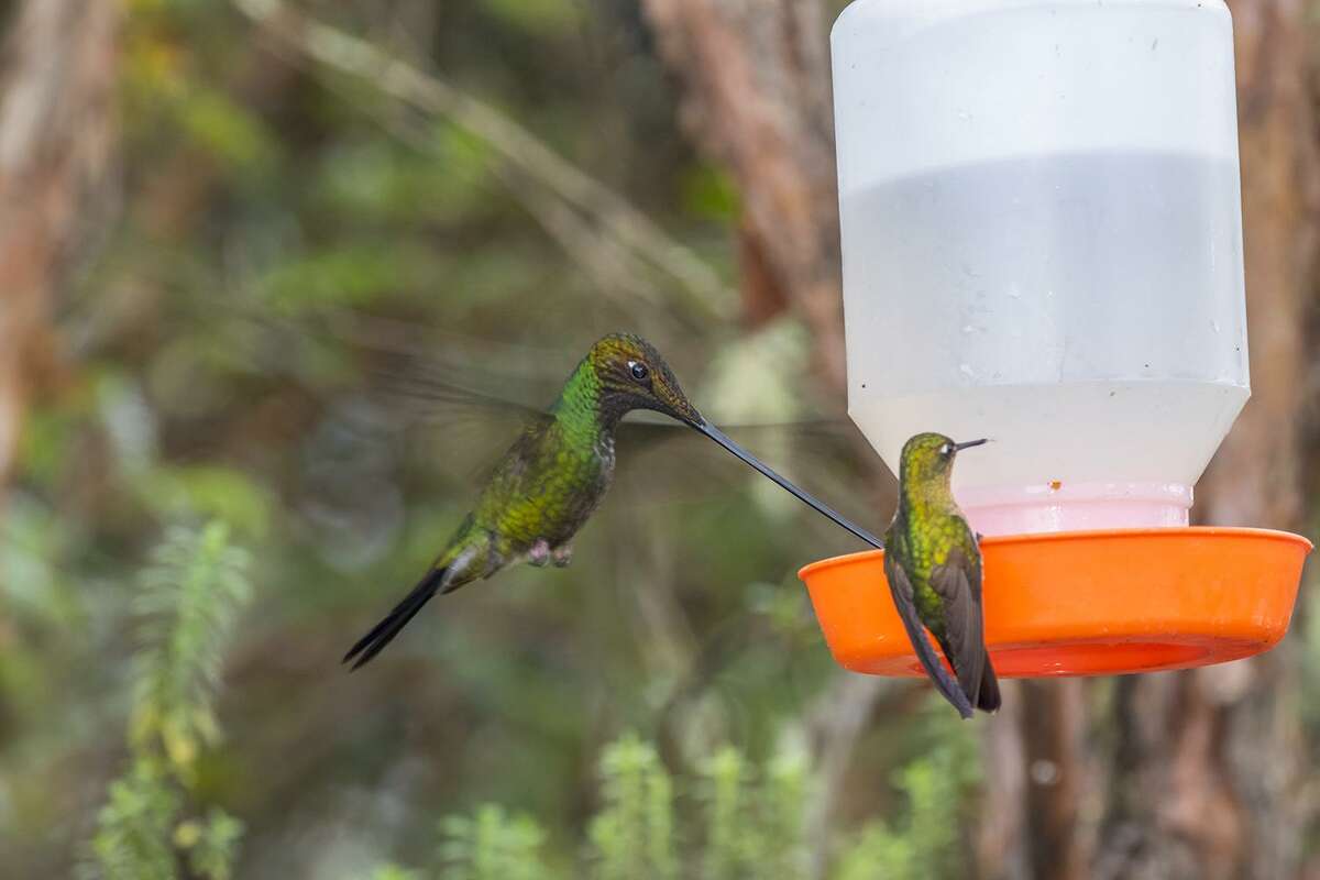 Sword-billed hummingbird's long beak helps it stand out