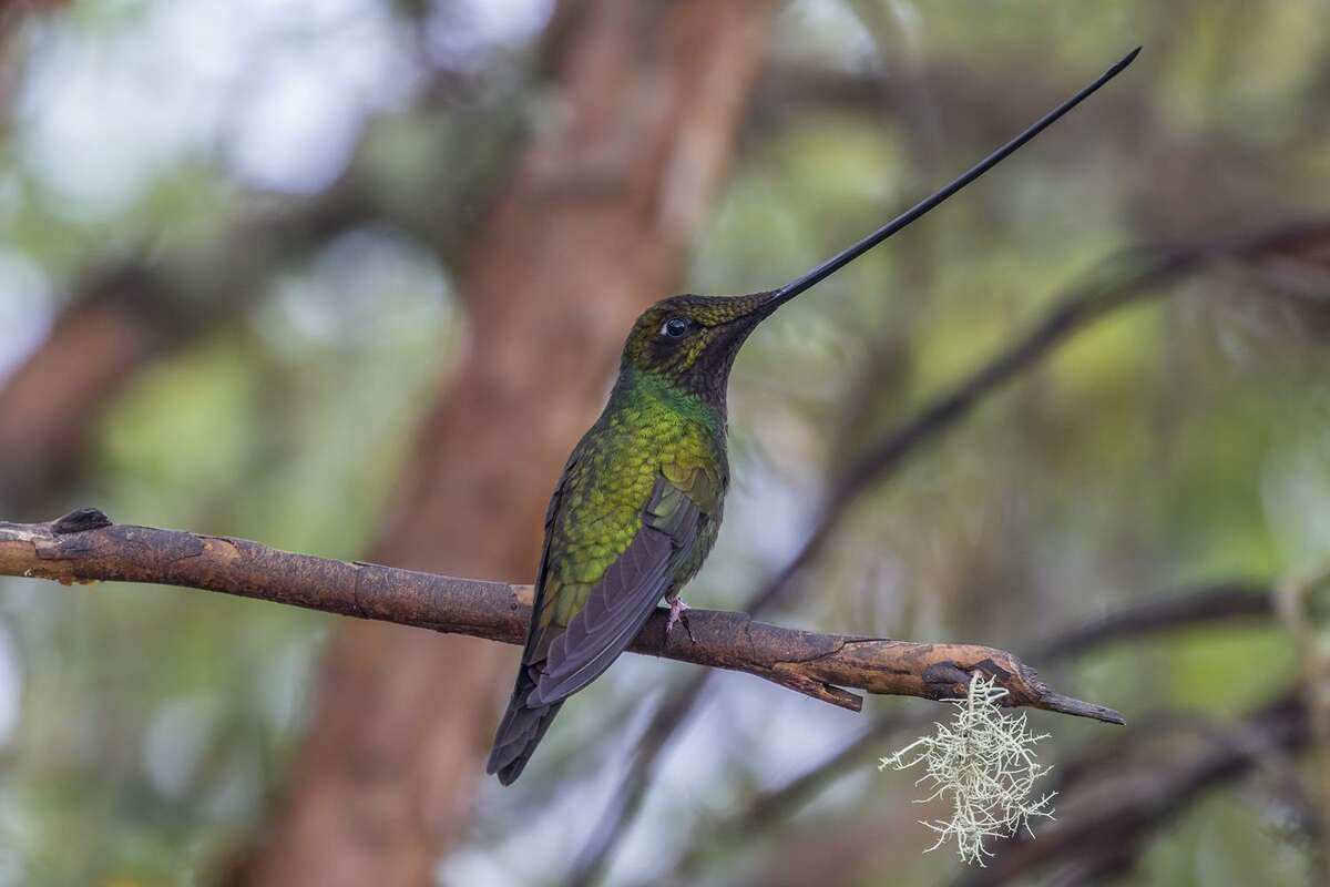 Sword-billed hummingbird's long beak helps it stand out