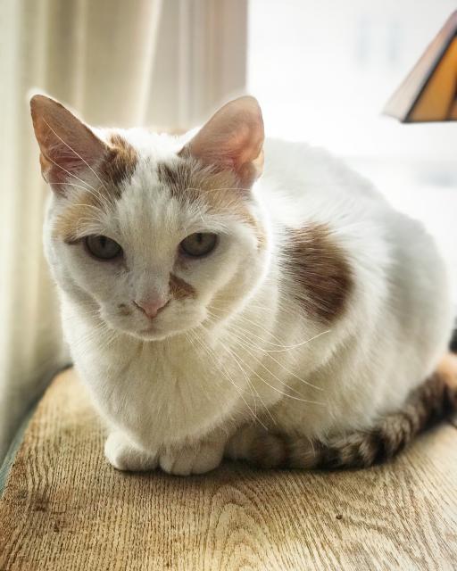 Little Walnut the cat needs a permanent home