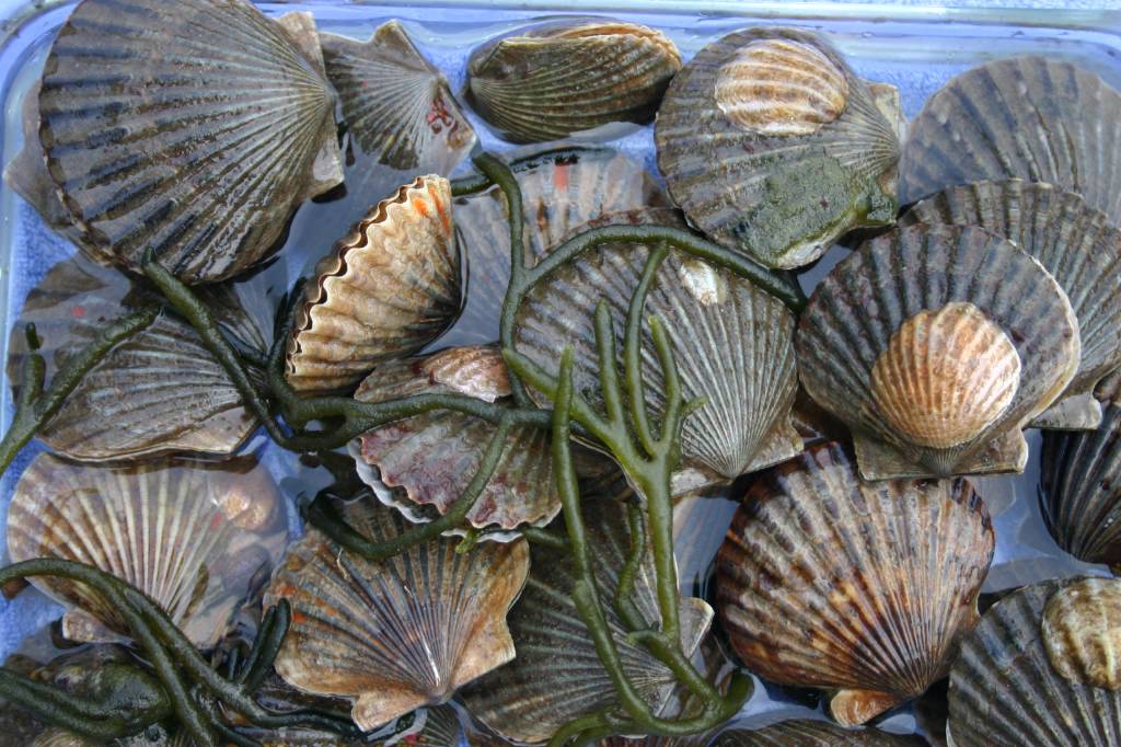 Climate change threat to shellfish