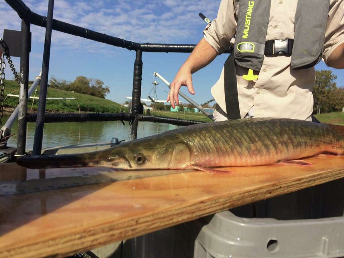 Here's what you'll catch in Houston's Buffalo Bayou