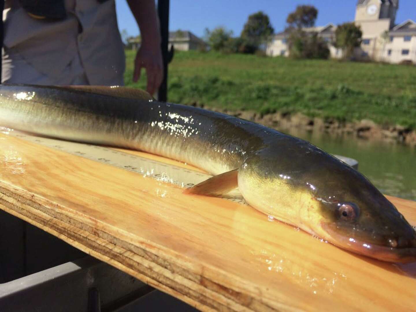 Here's what you'll catch in Houston's Buffalo Bayou