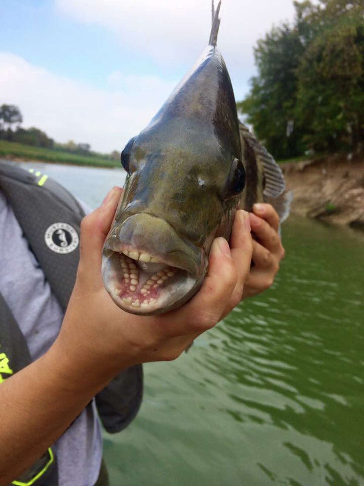 Fishing in the city? Here's what lurks in Houston's Brays Bayou