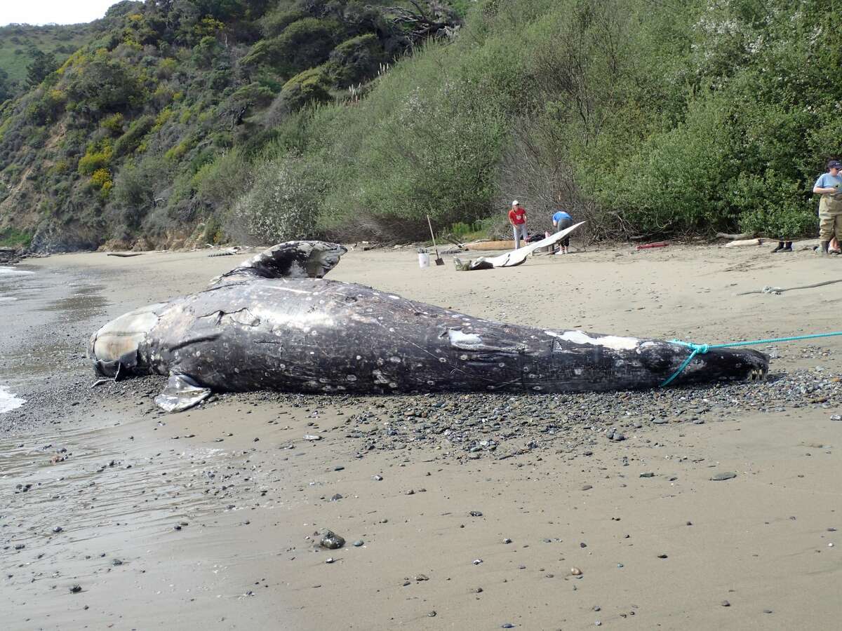 Gray whale on Angel Island with missing fluke suffered 'slow and ...