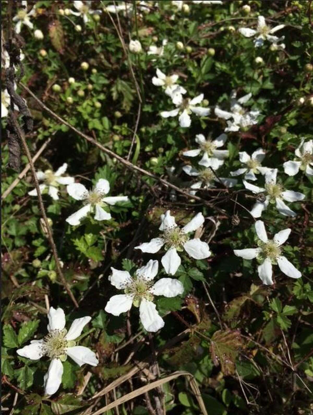 Where in Texas to get the best wildflower photos this spring