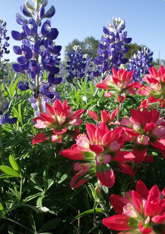 Where in Texas to get the best wildflower photos this spring