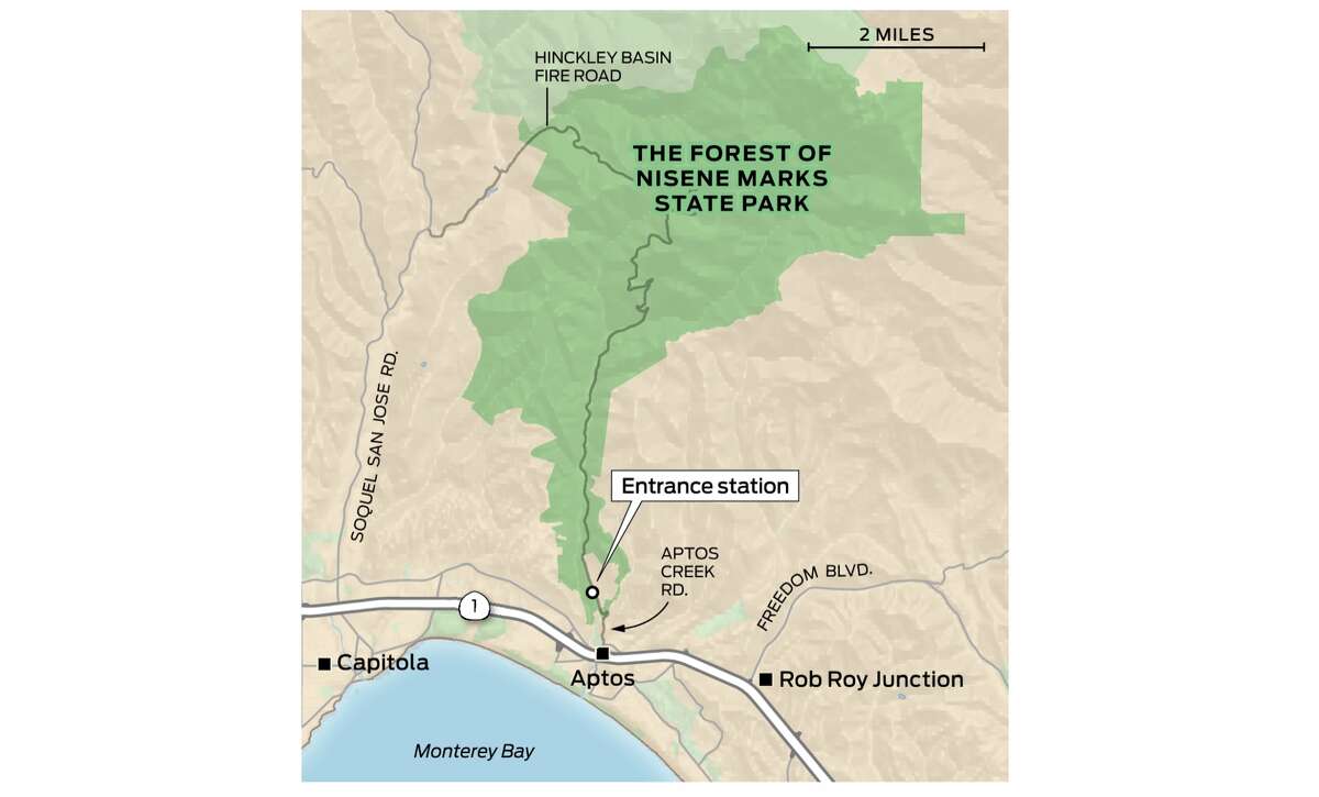 The 5 best spots around Santa Cruz to see redwoods