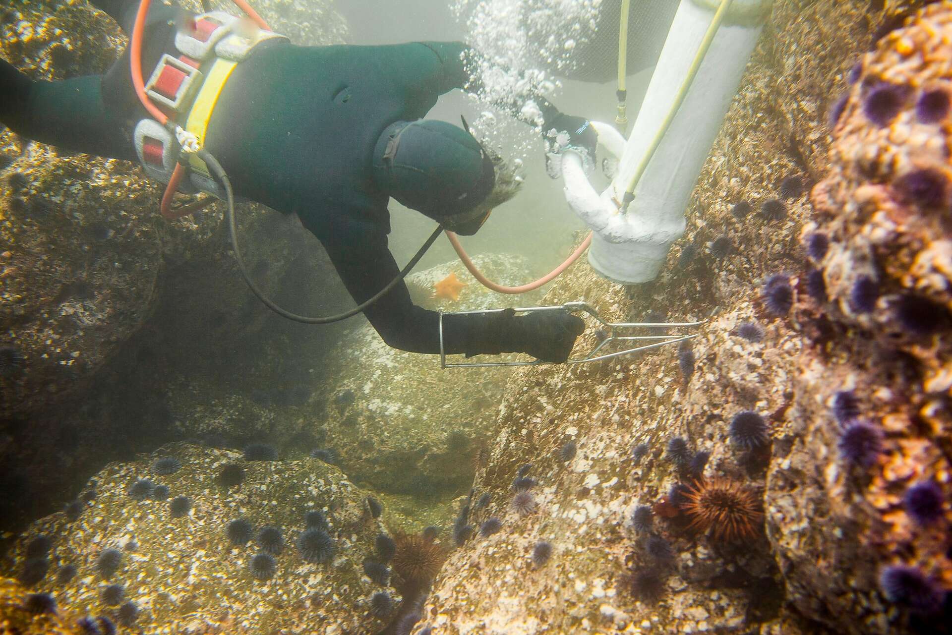 Northern California divers battle to save abalone — with a giant sea ...