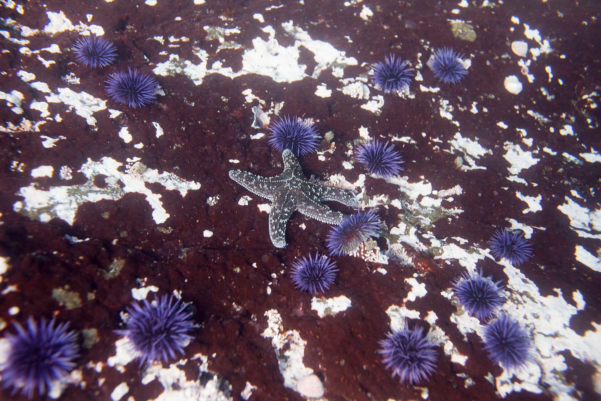 Northern California divers battle to save abalone — with a giant sea ...