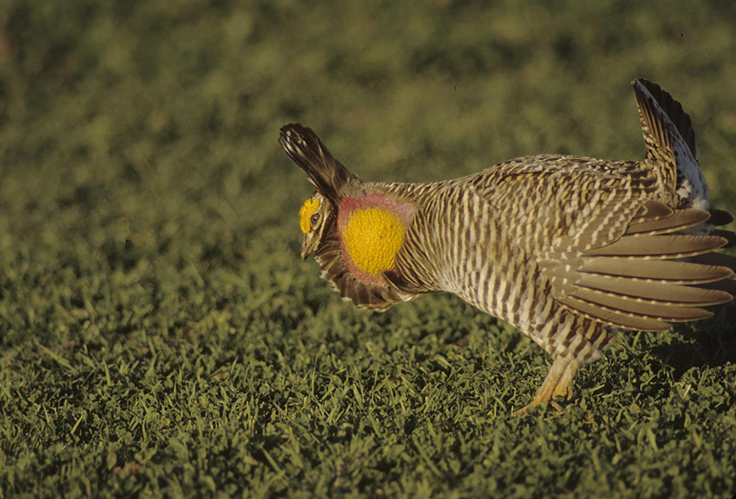 Festival celebrates Attwater’s prairie-chickens and their habitat