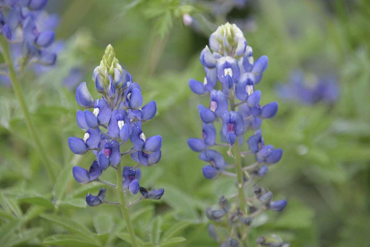 Two new wildflower guides help identify the flora of Texas