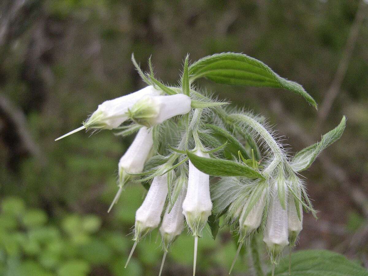 Two new wildflower guides help identify the flora of Texas