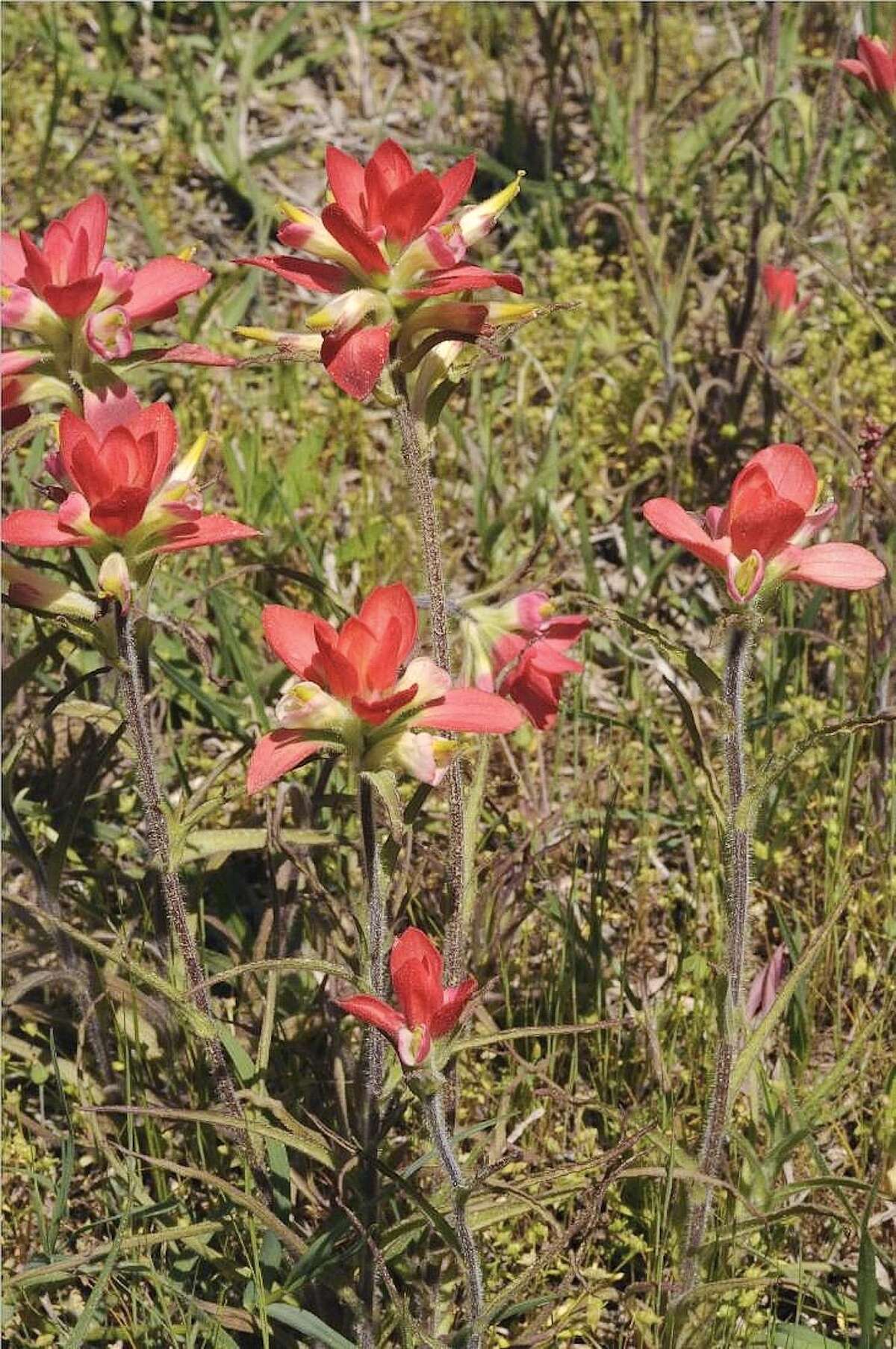 Two new wildflower guides help identify the flora of Texas