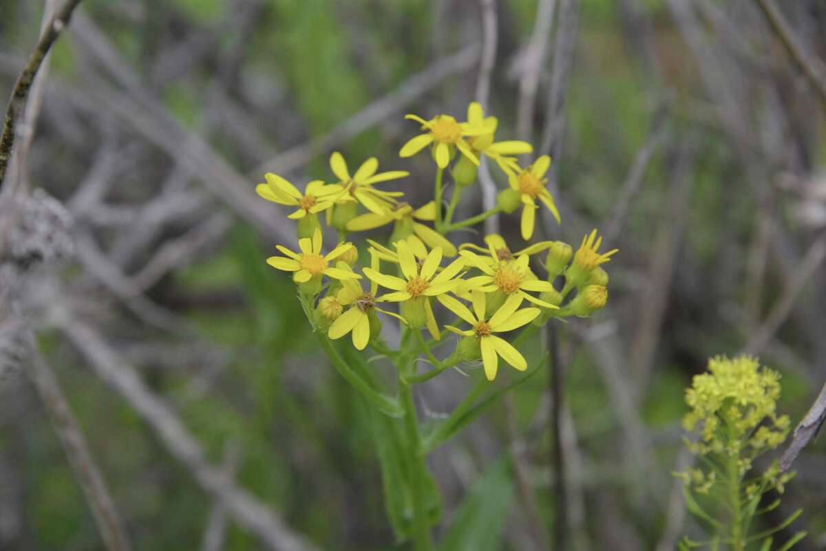 Two new wildflower guides help identify the flora of Texas