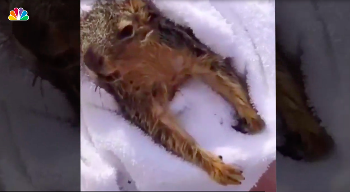 College student saves drowning squirrel using technique she learned ...