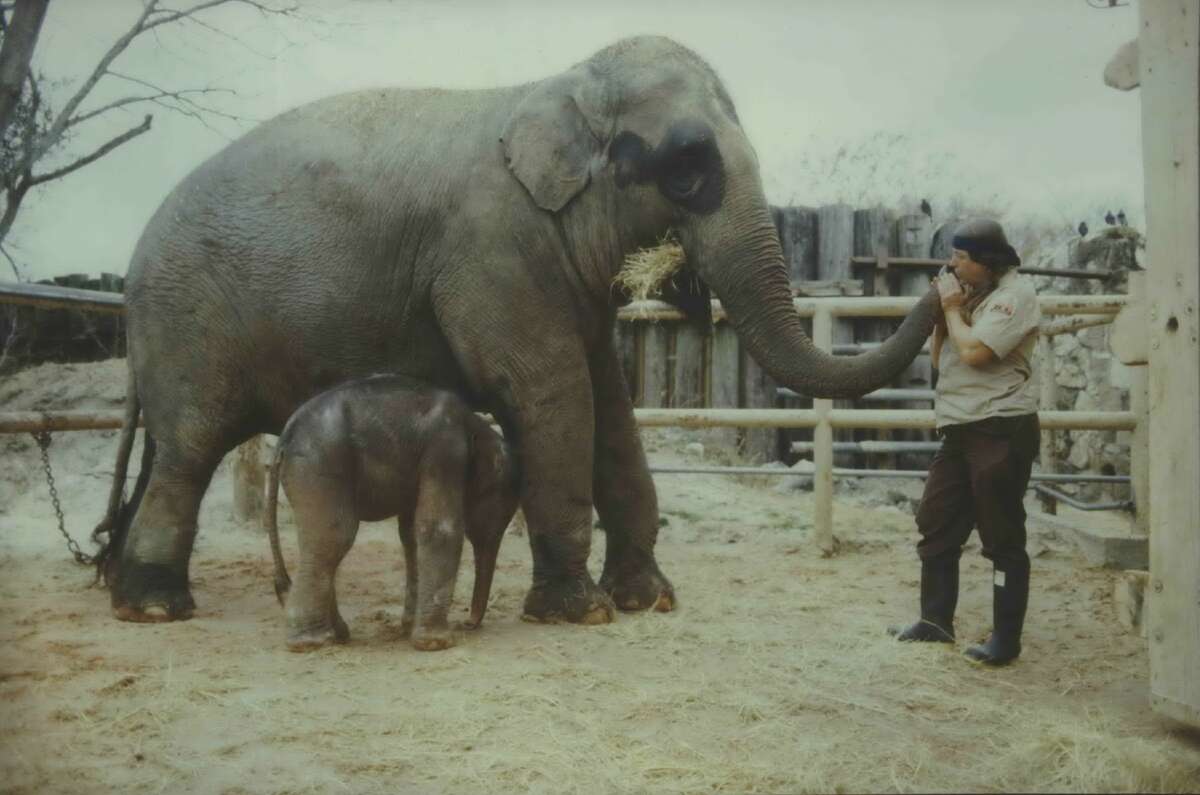See how the Houston Zoo has evolved over the past 100 years