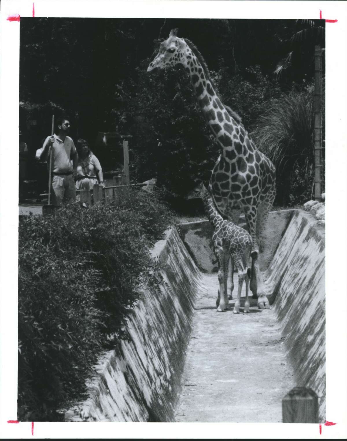See how the Houston Zoo has evolved over the past 100 years