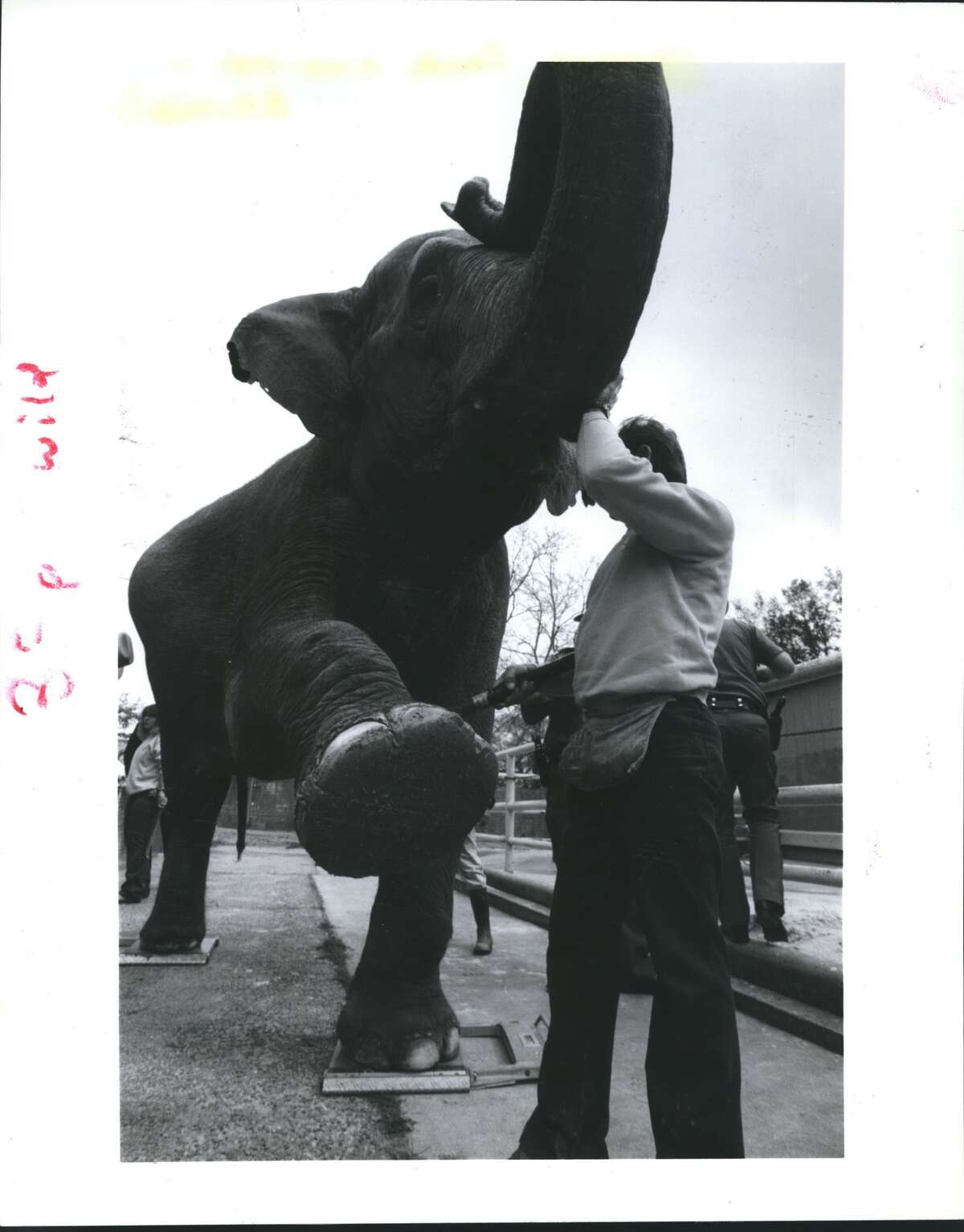 See how the Houston Zoo has evolved over the past 100 years