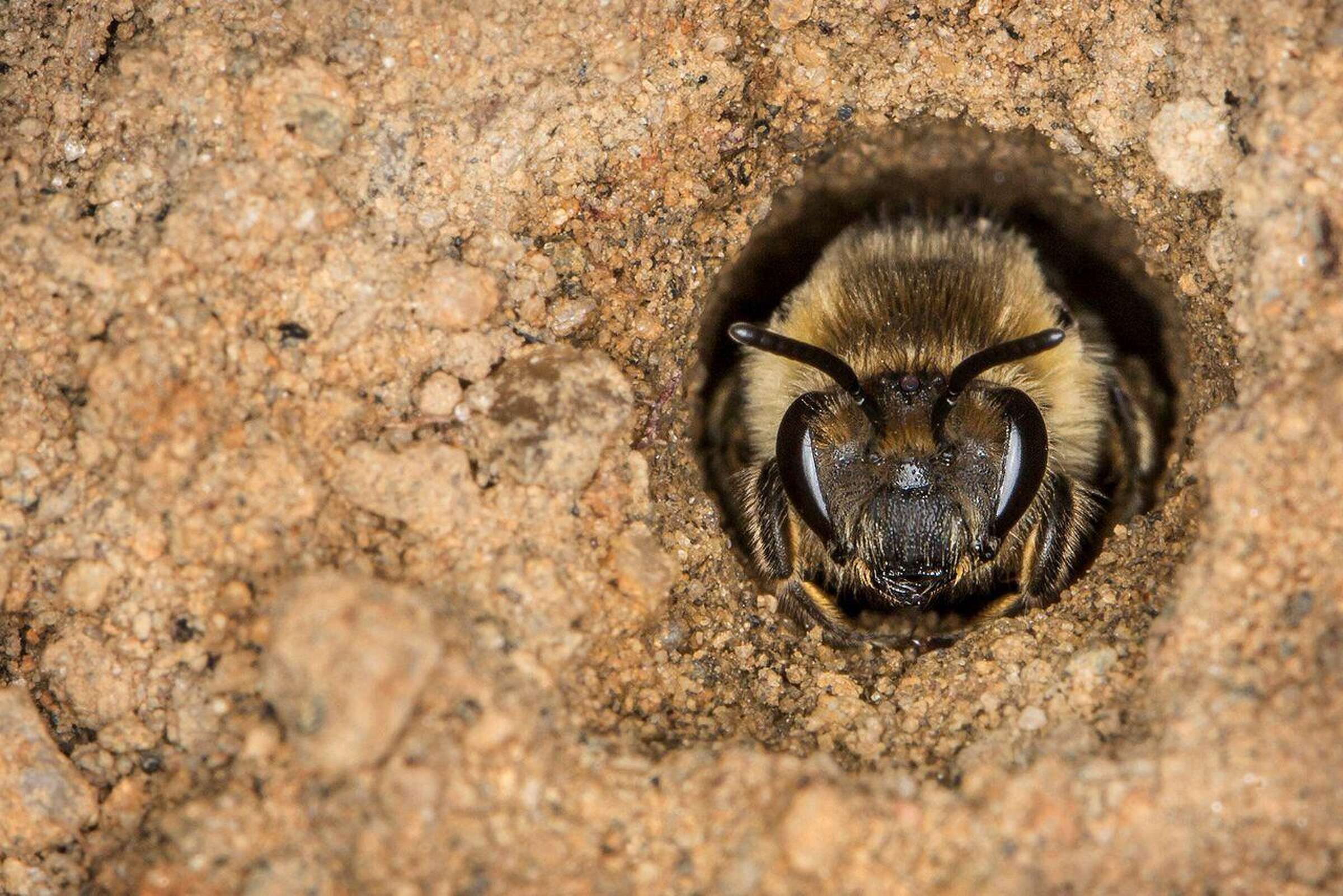 Greenwich’s Bruce Museum will be buzzing with ‘Wild Bees’ exhibit