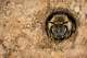 Greenwich’s Bruce Museum will be buzzing with ‘Wild Bees’ exhibit