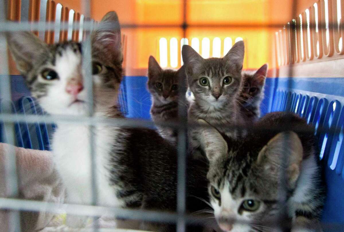 Overloaded animal shelter ships 88 Harvey-rescued pets out of state