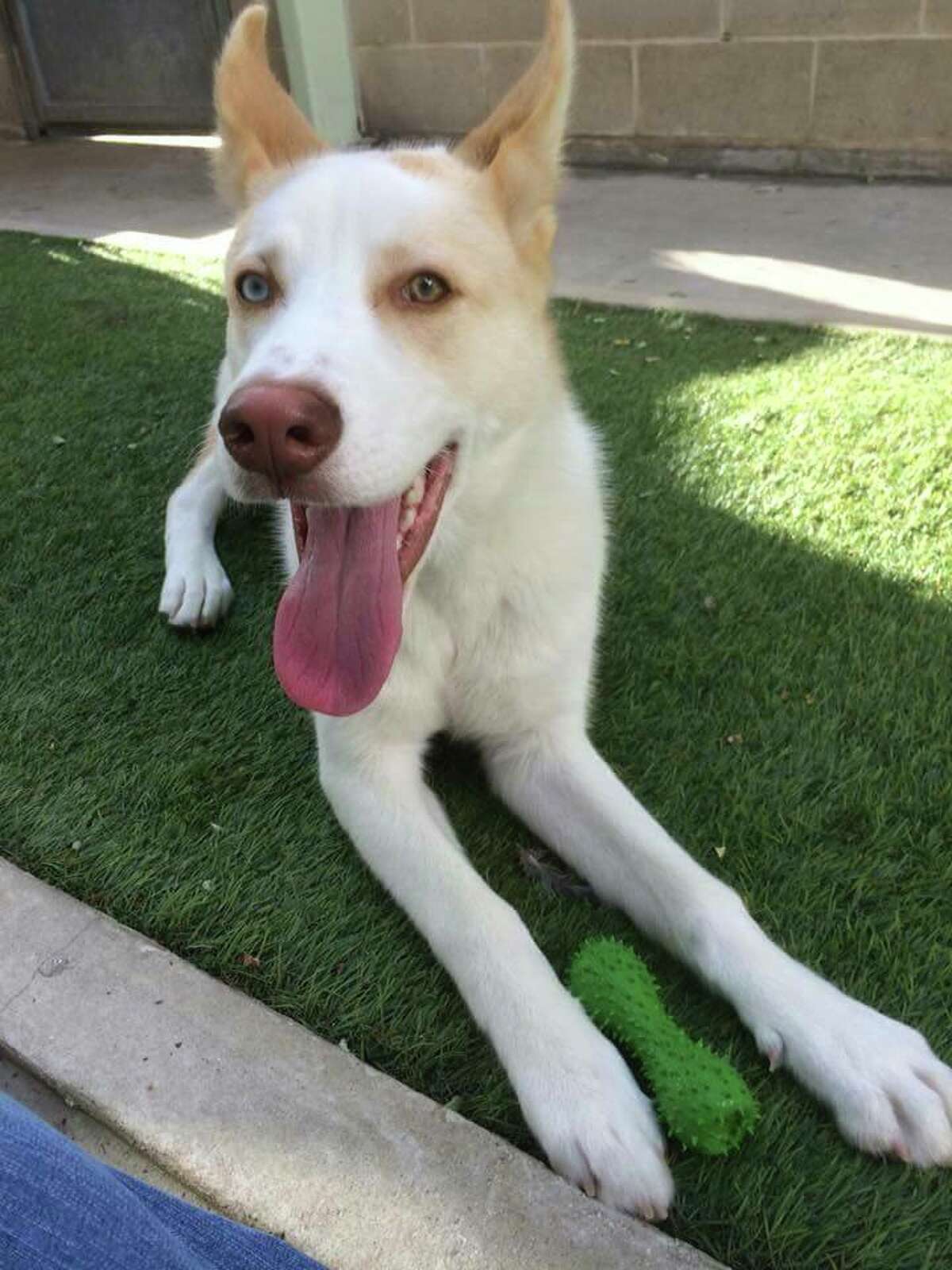 Dog reportedly stolen from the San Antonio Humane Society has been ... Dog reportedly stolen from the San Antonio Humane Society has been ...