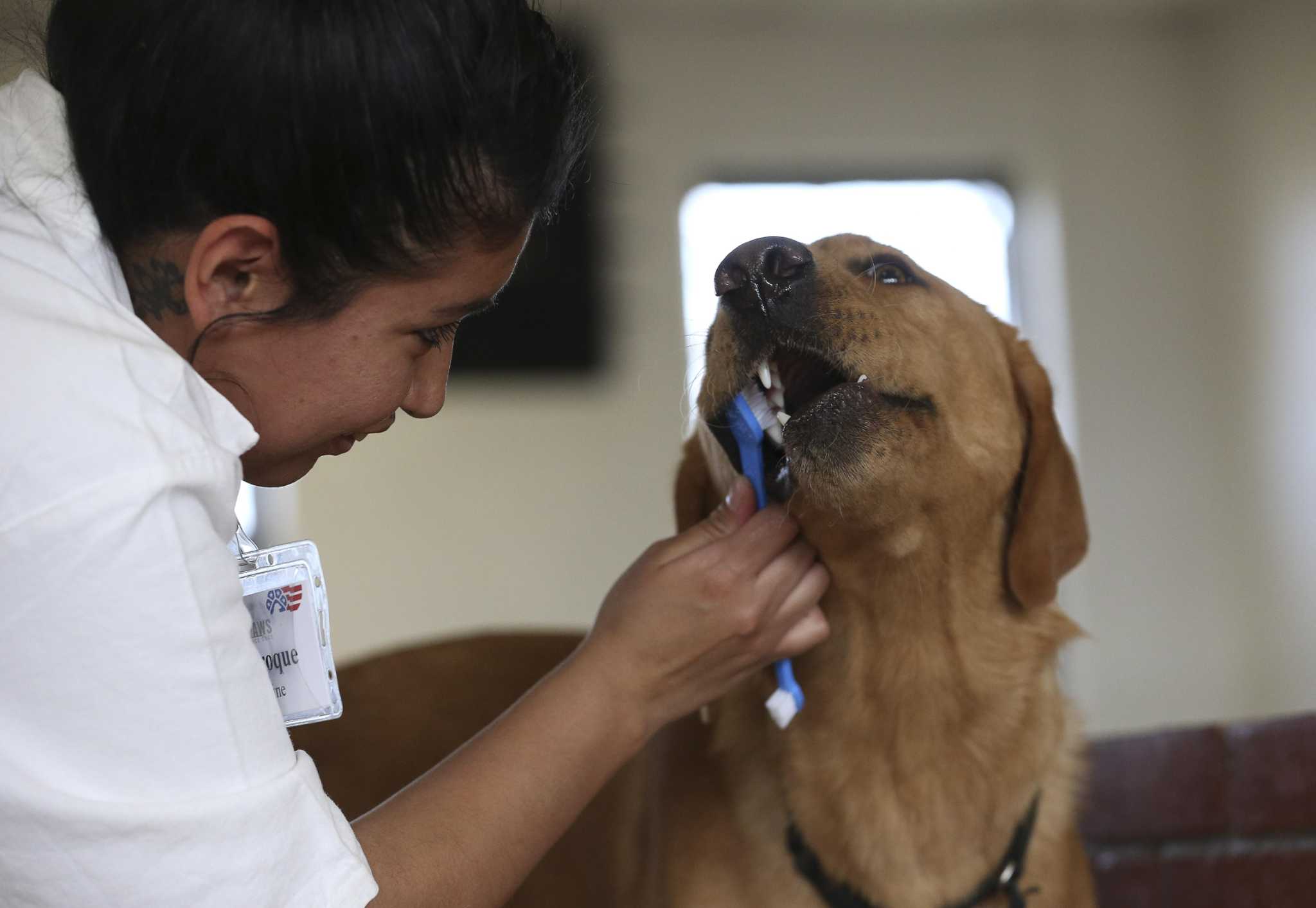 Inmates train service dogs for vets, learn new skills themselves