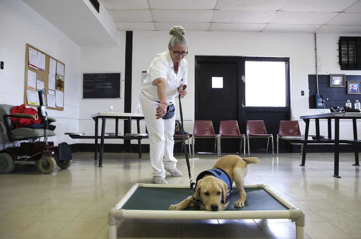 Inmates train service dogs for vets, learn new skills themselves