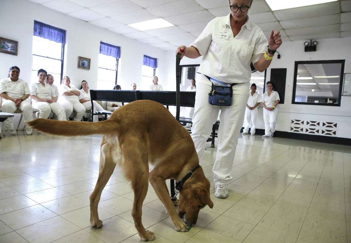 Inmates train service dogs for vets, learn new skills themselves