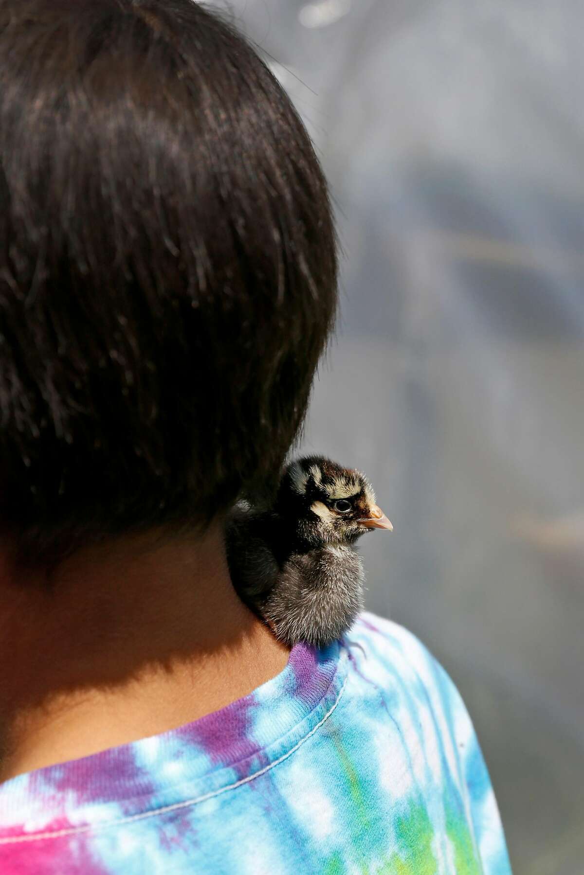 Agritourism helps make small farms viable