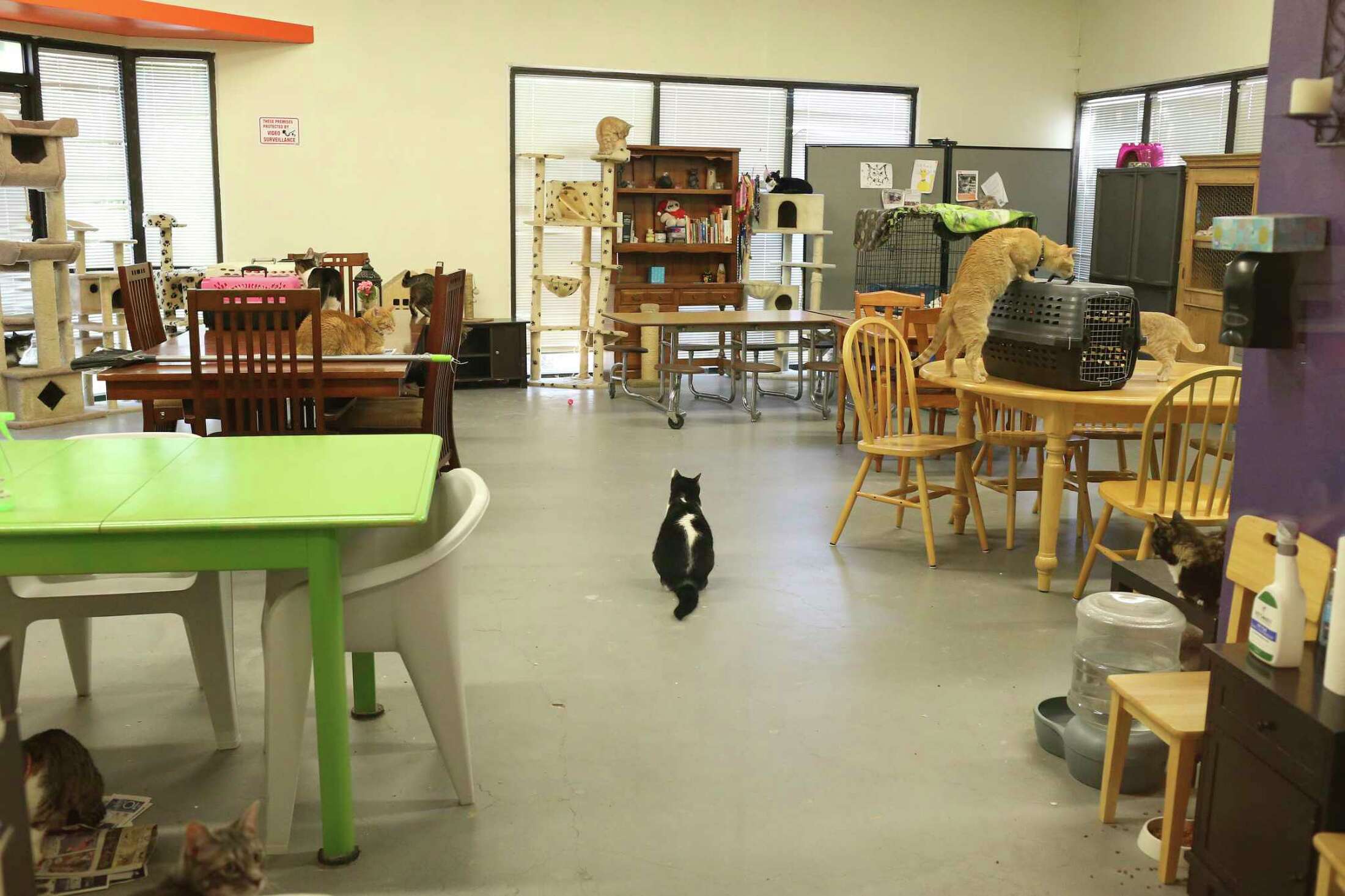 San Antonio's first-ever Cat Cafe had a short lived history