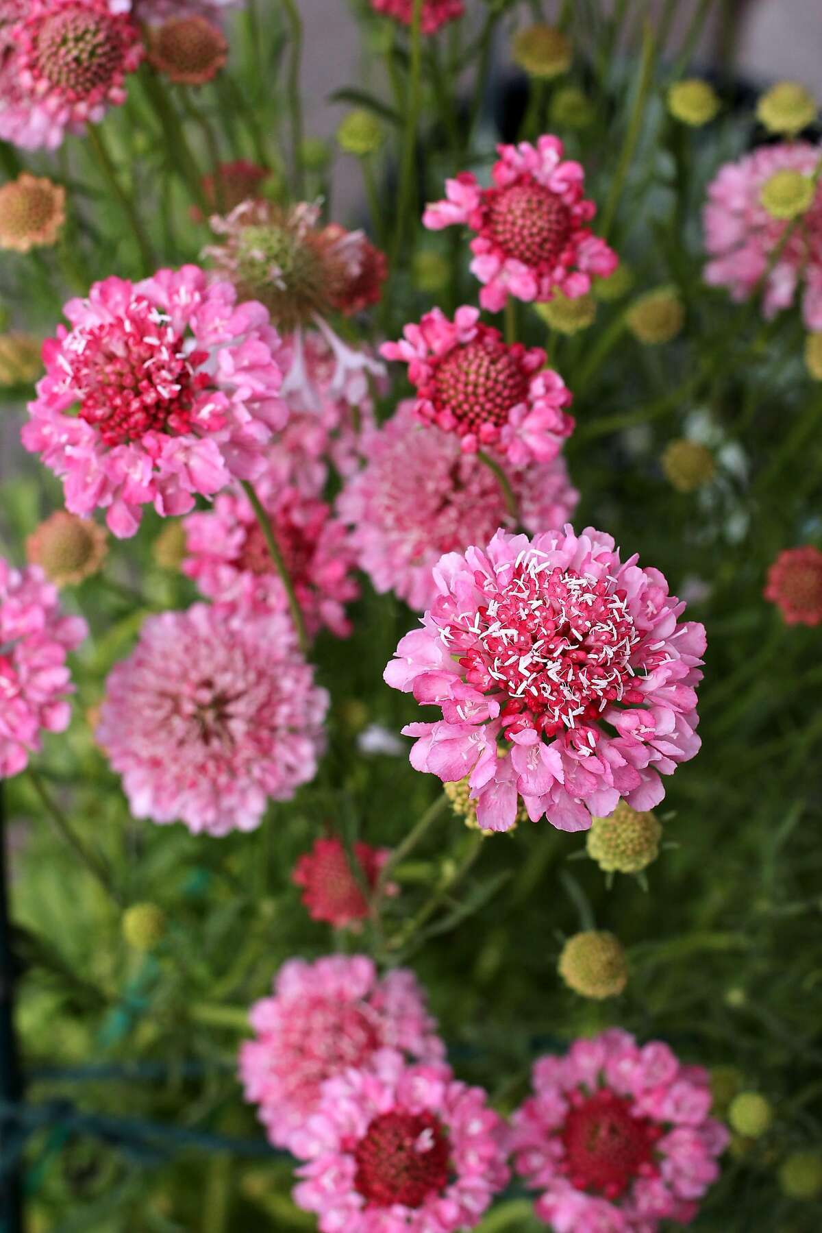 Go over the brink of pink with new variety of pincushion flower