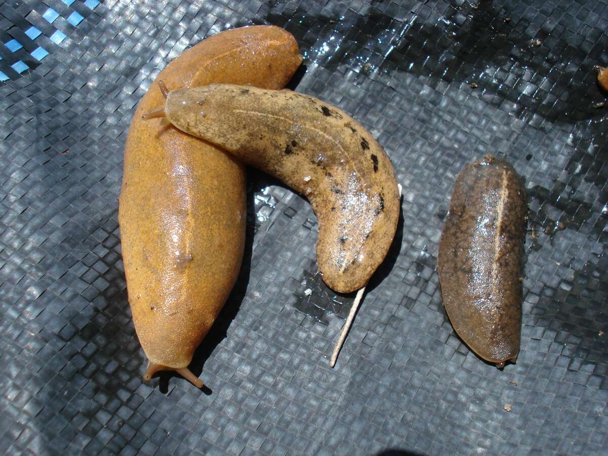 Man who became paralyzed after eating a slug on a dare dies