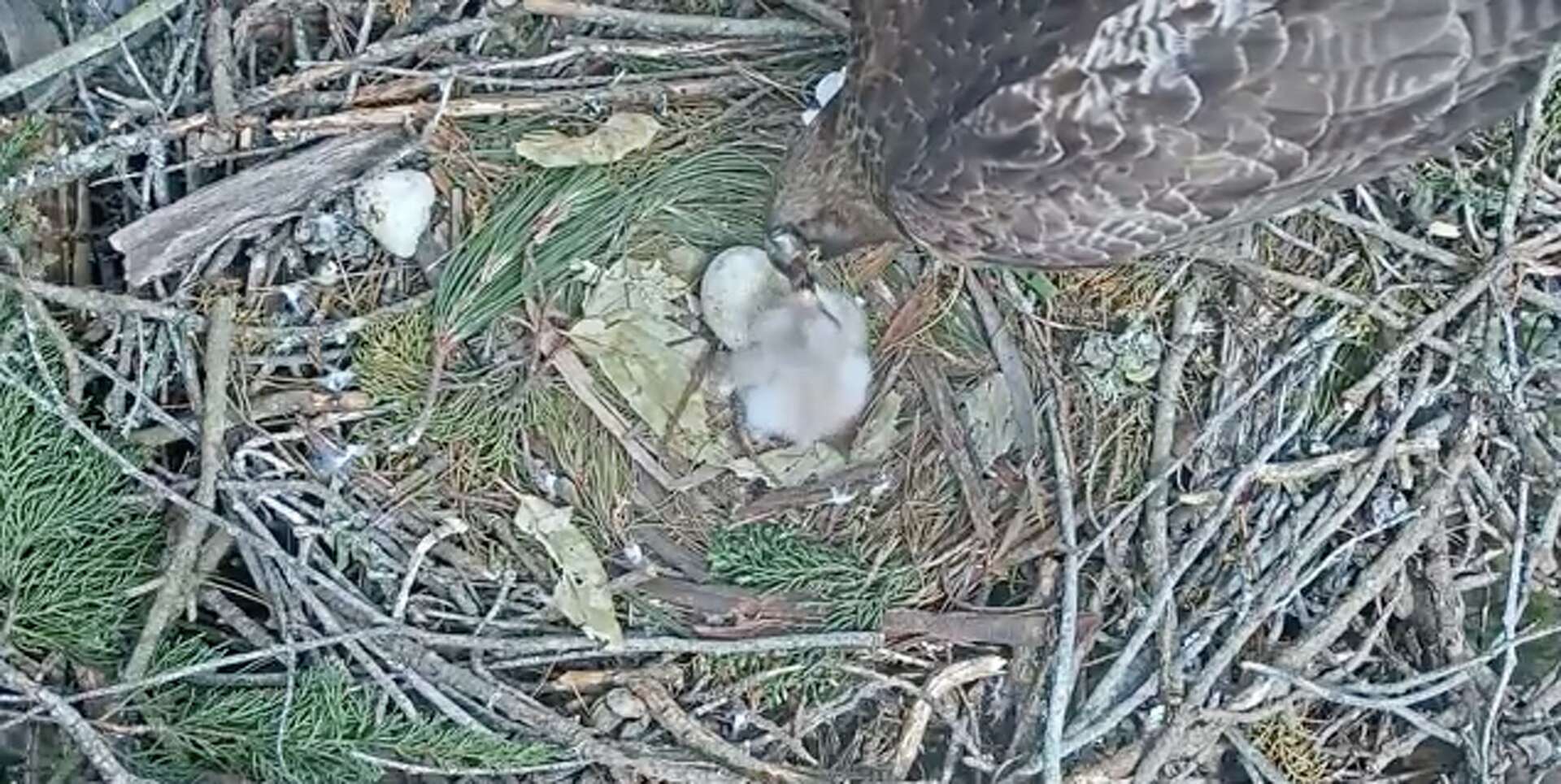 Red-tailed hawk hatches live on webcam in San Francisco's Presidio