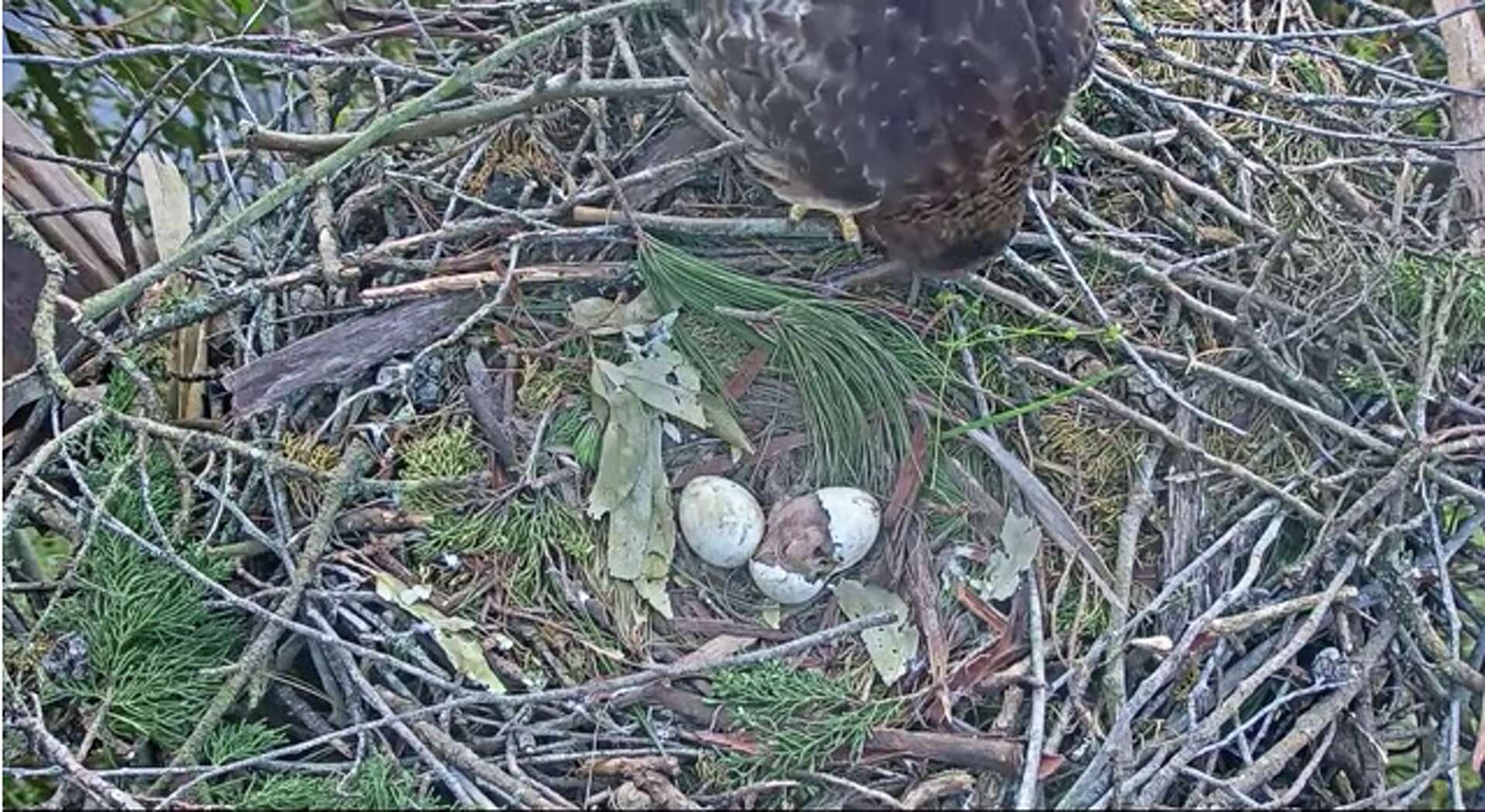 Red-tailed hawk hatches live on webcam in San Francisco's Presidio